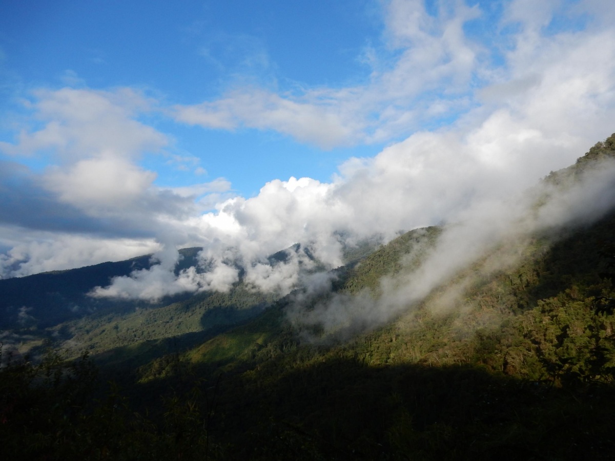 The importance of canopy microclimate in cloud forests
