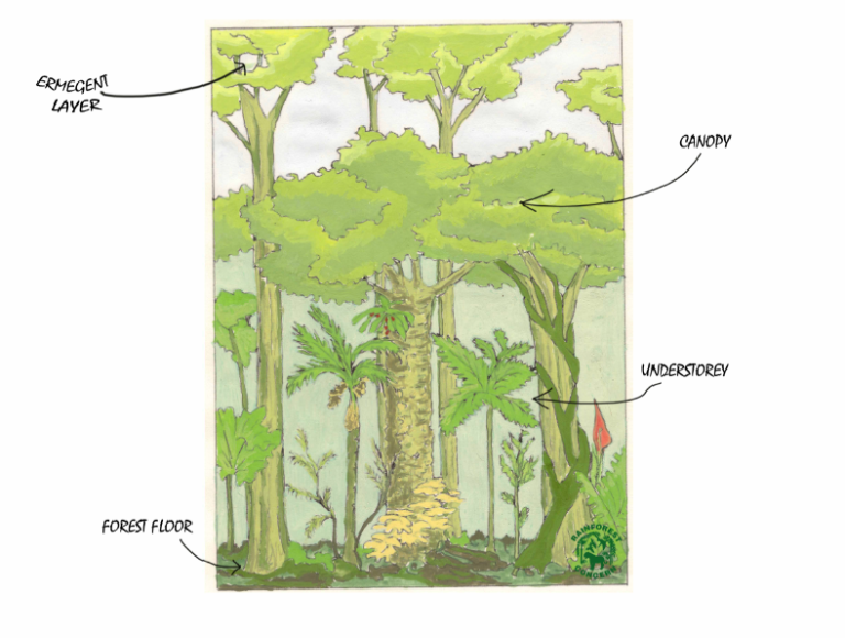 Learn about rainforests | Rainforest Concern