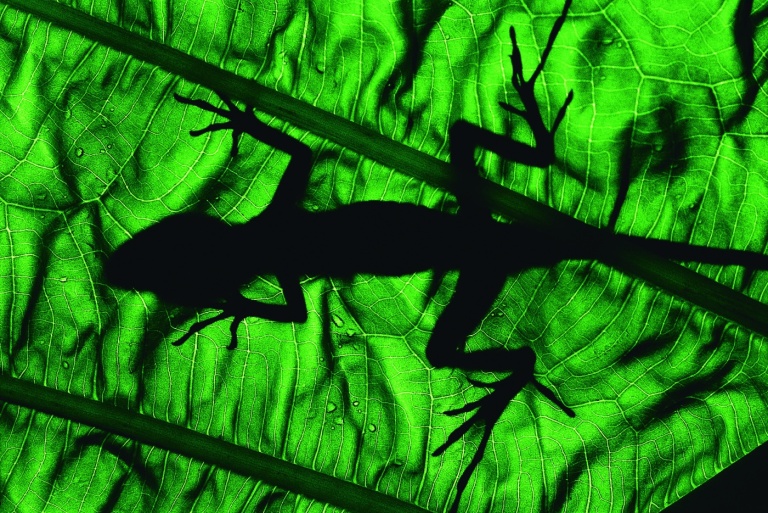 Learn about rainforests | Rainforest Concern