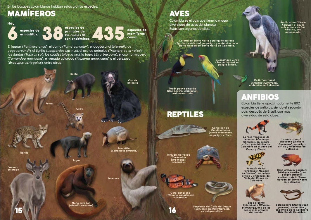 Rainforest Concern - Colombian ecosystems awareness project ...