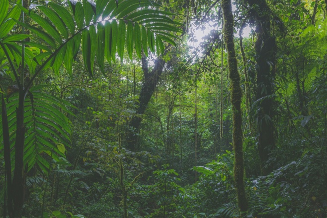 Rainforest Concern - Bosque de las Madres Biological Corridor | Rainforest Concern