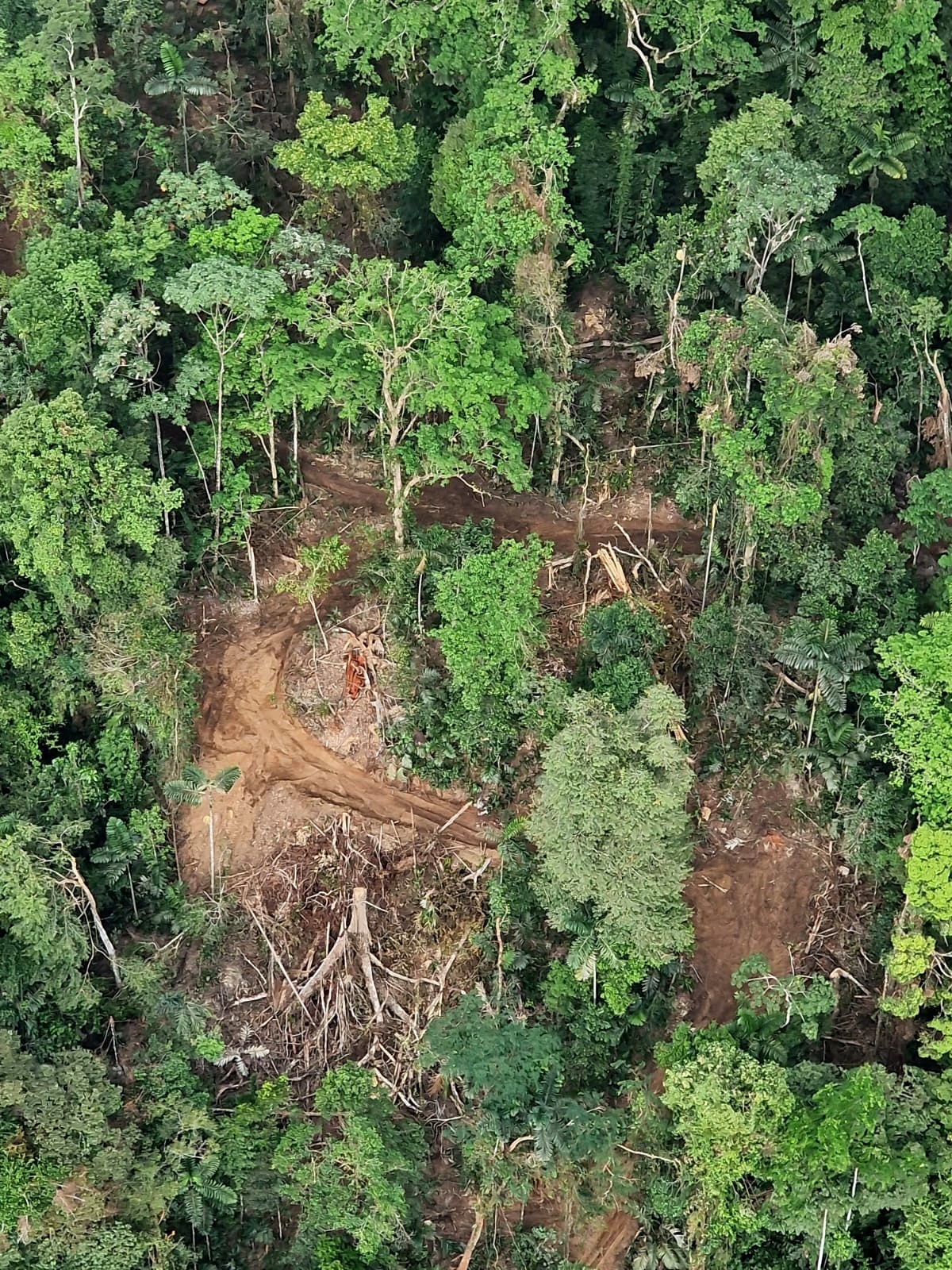 Rainforest Concern - Bosque de las Madres Biological Corridor | Rainforest Concern