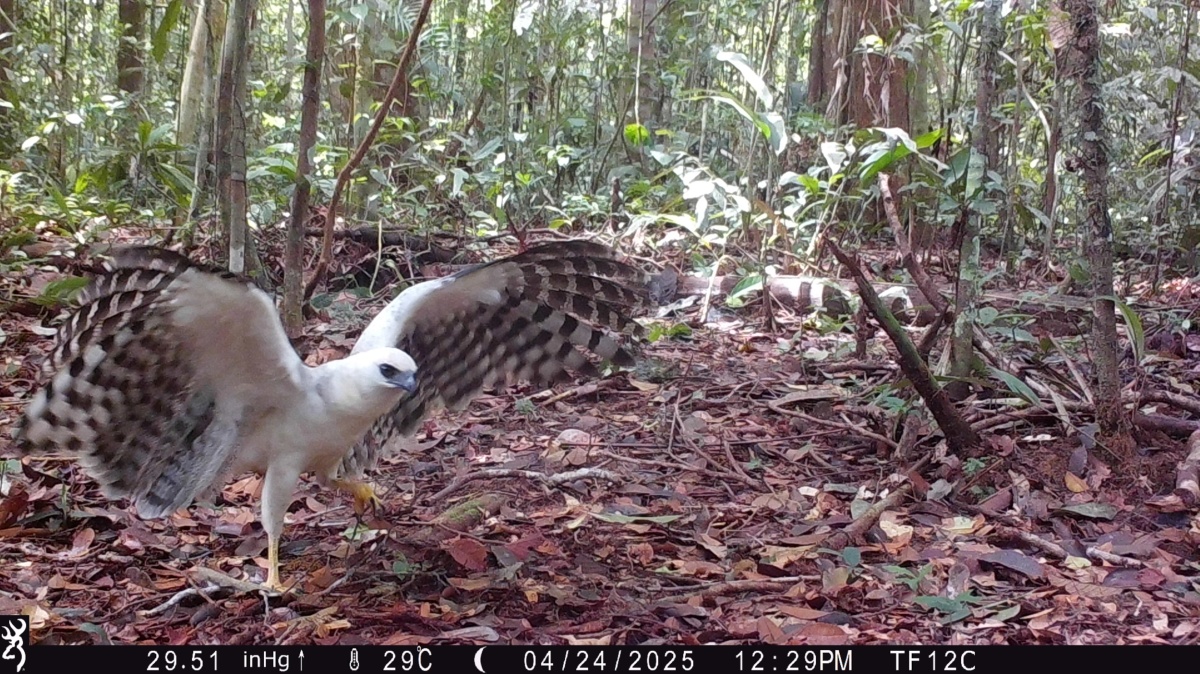 Exploring Connectivity Between Amazonian Forest Types