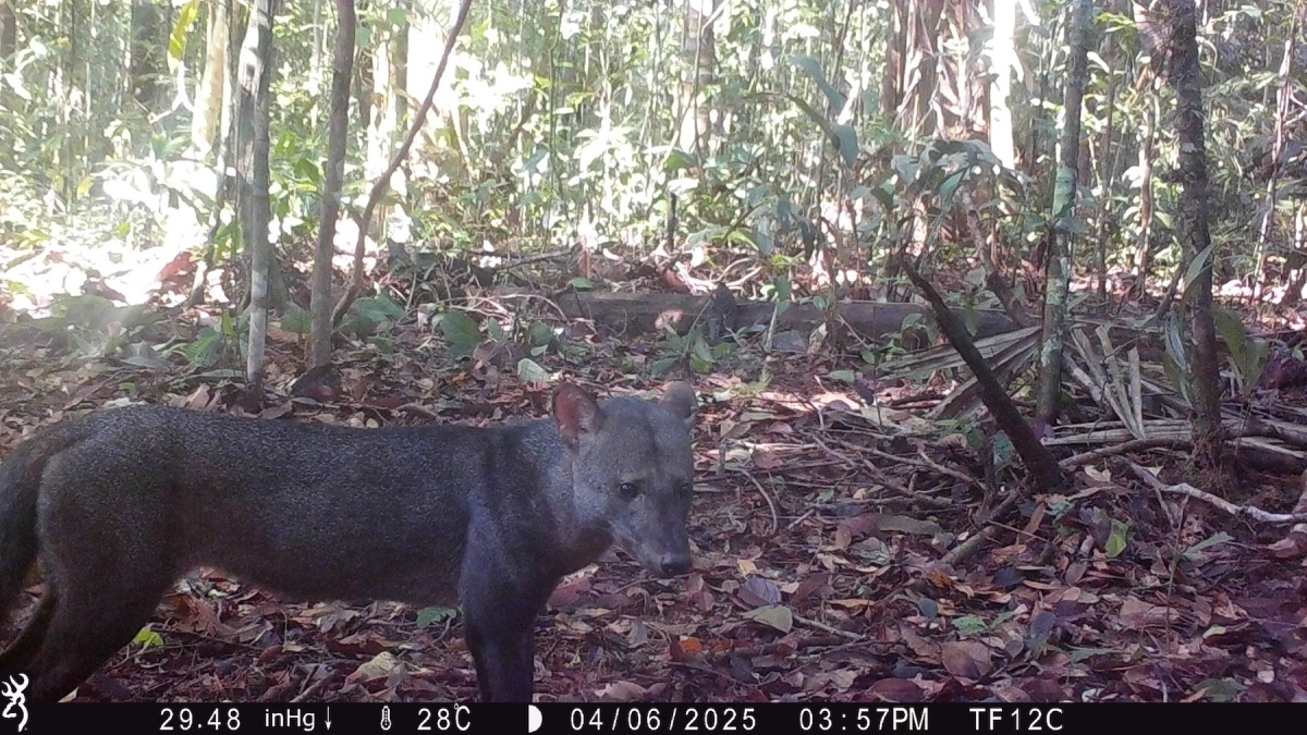 Exploring Connectivity Between Amazonian Forest Types