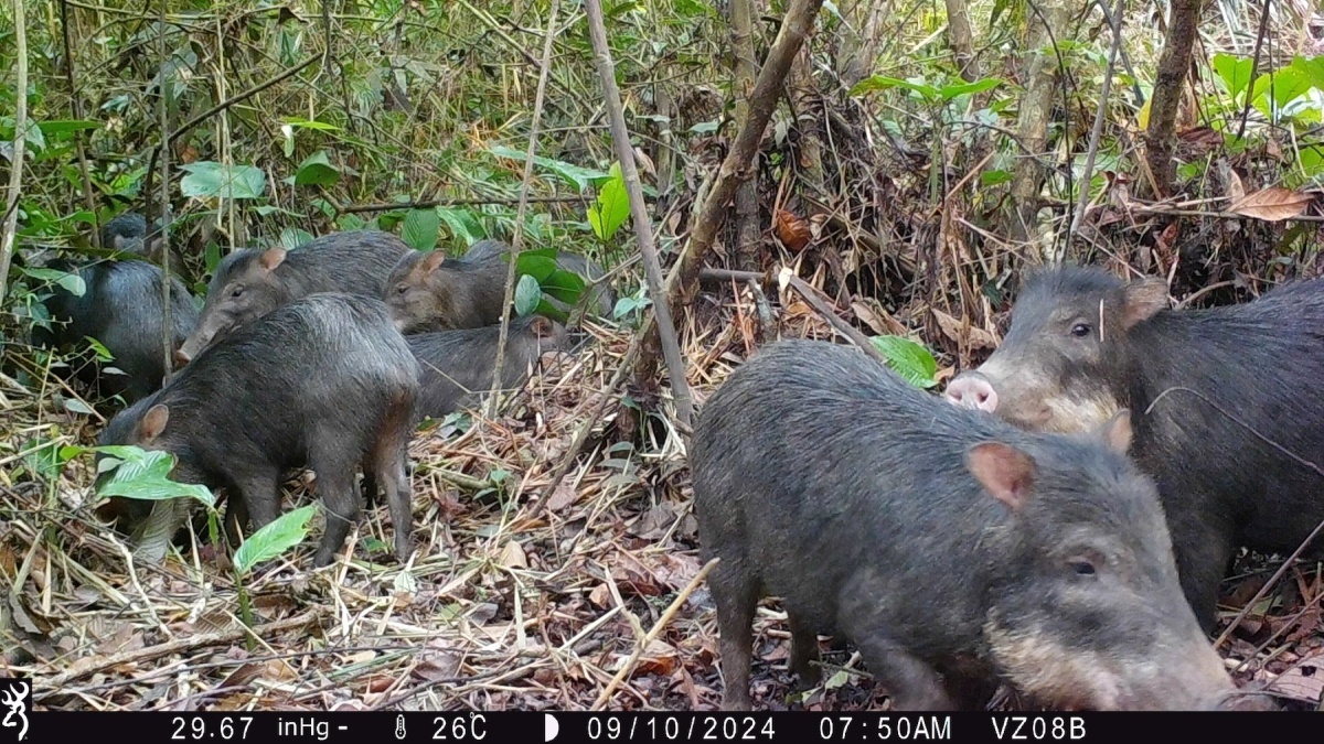 Exploring Connectivity Between Amazonian Forest Types