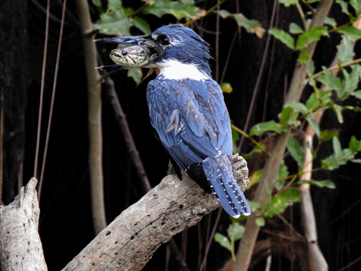 Exploring Connectivity Between Amazonian Forest Types