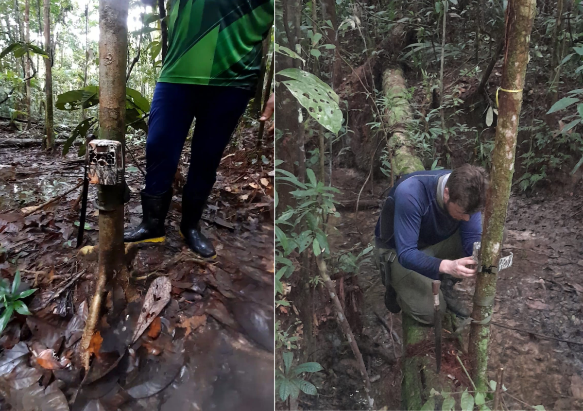 Exploring Connectivity Between Amazonian Forest Types