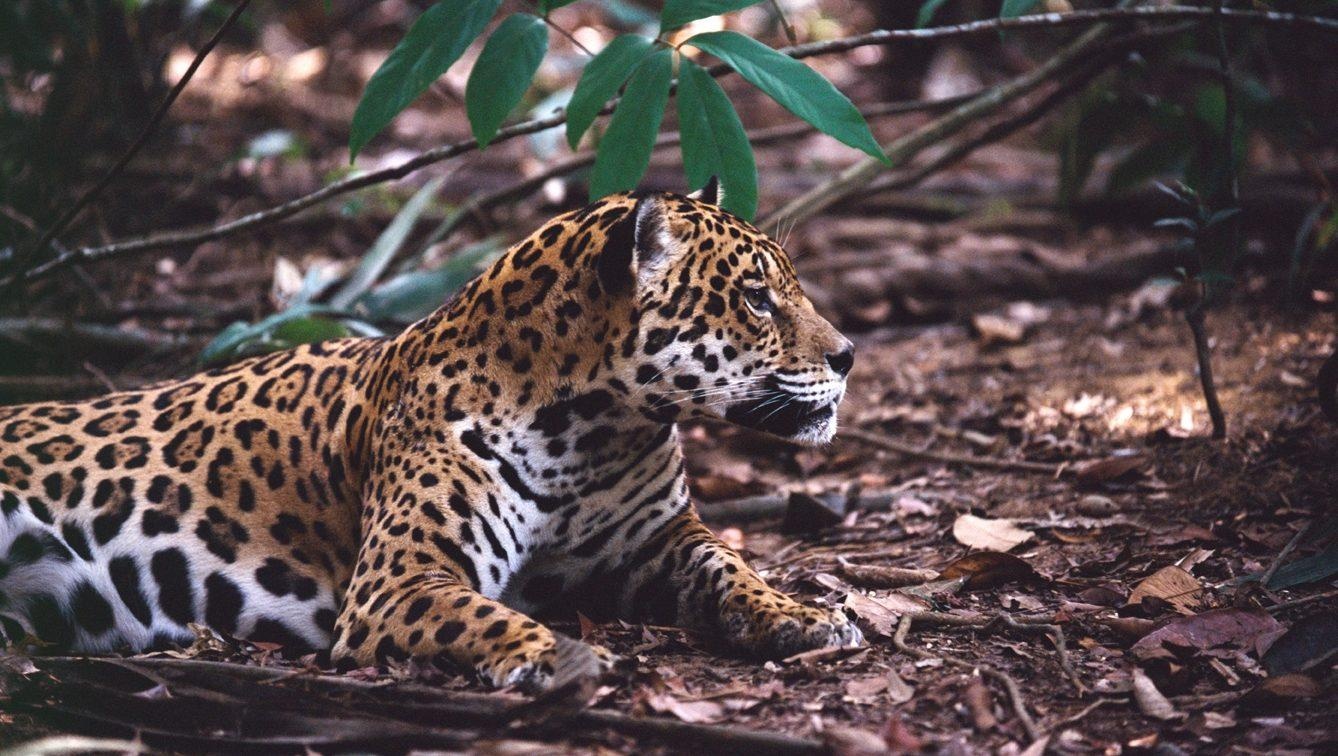 About us | Rainforest Concern